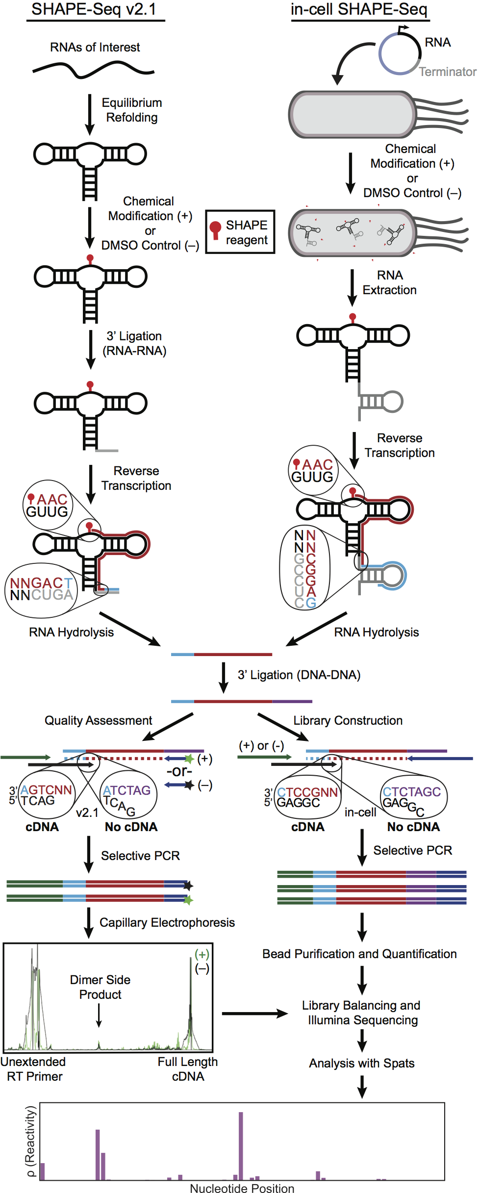 Our methods paper on SHAPE-Seq v2.1 is out! – Lucks Laboratory