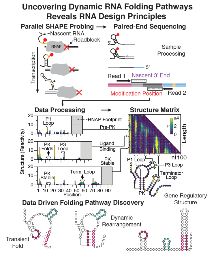 Discovering New Principles of Dynamic RNA Folding and Function – Lucks Laboratory