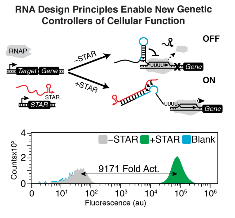 Understanding RNA Folding and Function Through RNA Synthetic Biology ...
